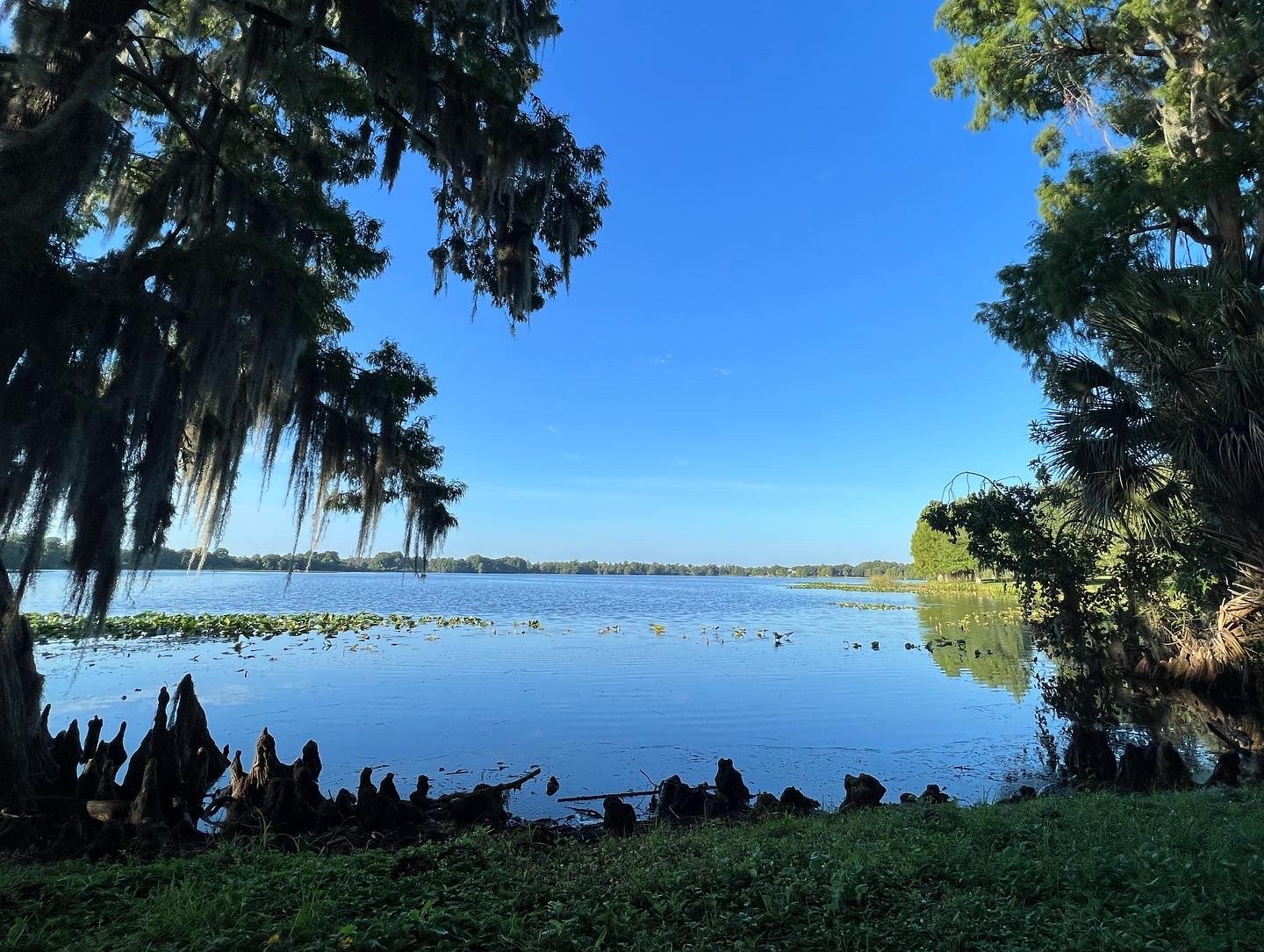 Animal Kingdom - Mitchell Osborn